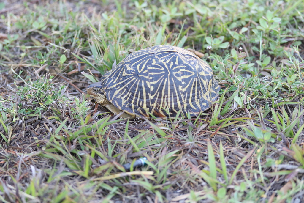 Florida Box Turtle from Big Coppitt Key, FL, USA on May 31, 2019 at 06: ...