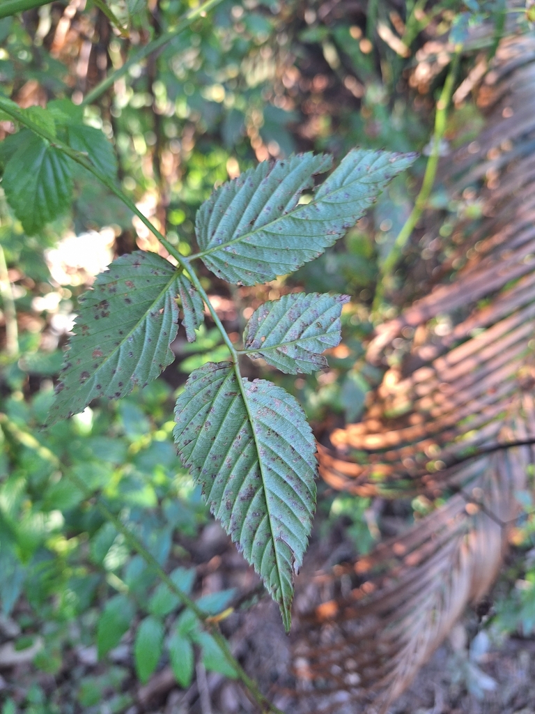 Atherton Raspberry from Mount Archer QLD 4701, Australia on August 2 ...