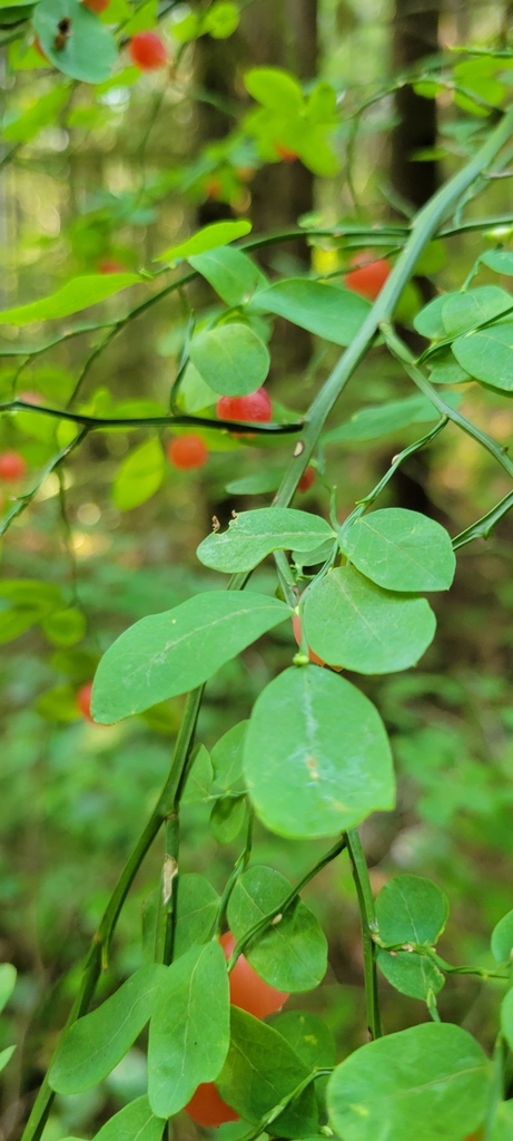 Red Huckleberry from Sultan, WA 98294, USA on August 2, 2024 at 03:36 ...