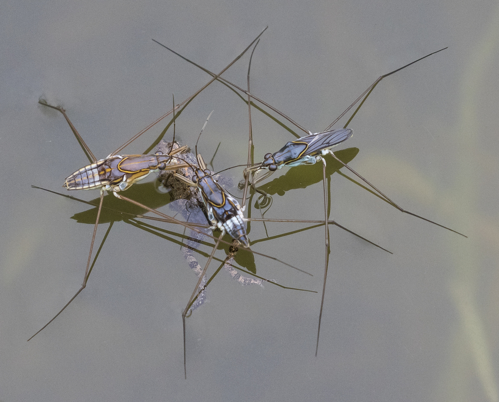 Limnogonus fossarum from Chatuchak, Bangkok 10900, Thailand on July 30 ...