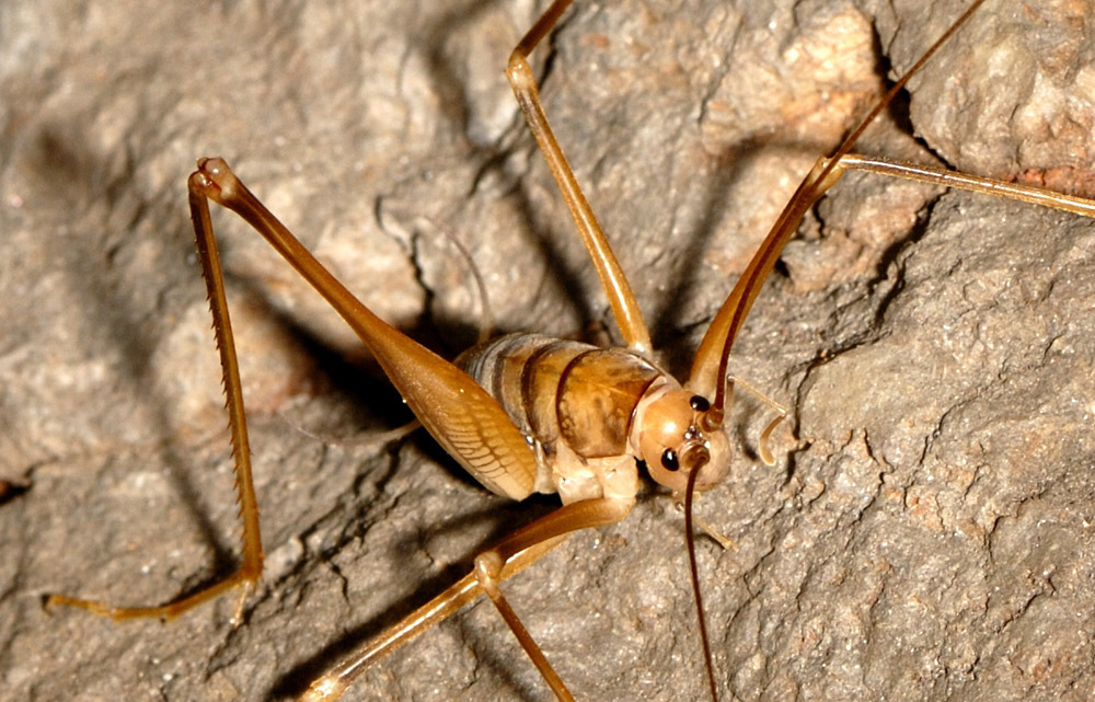 Dolichopoda azami septentrionalis from Demo (BS), Italia on August 25 ...