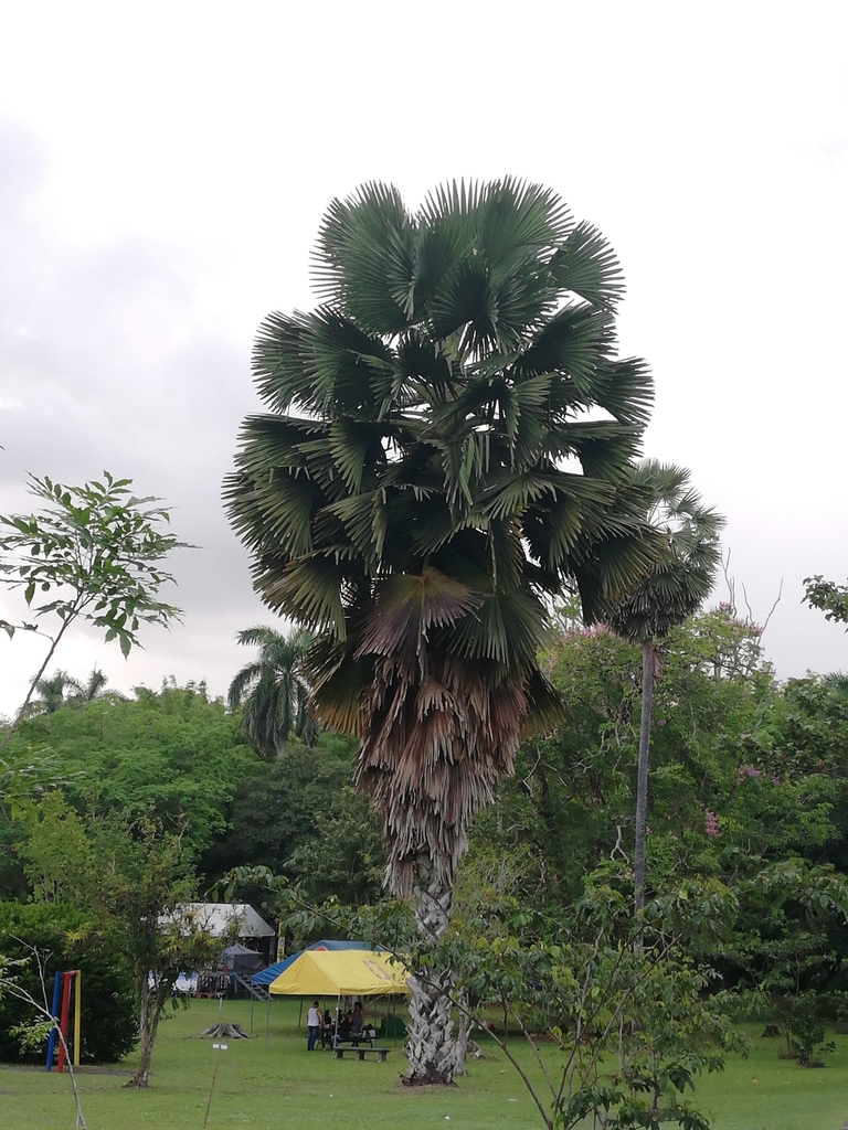 talipot palm (Corypha umbraculifera) - Botanical Realm