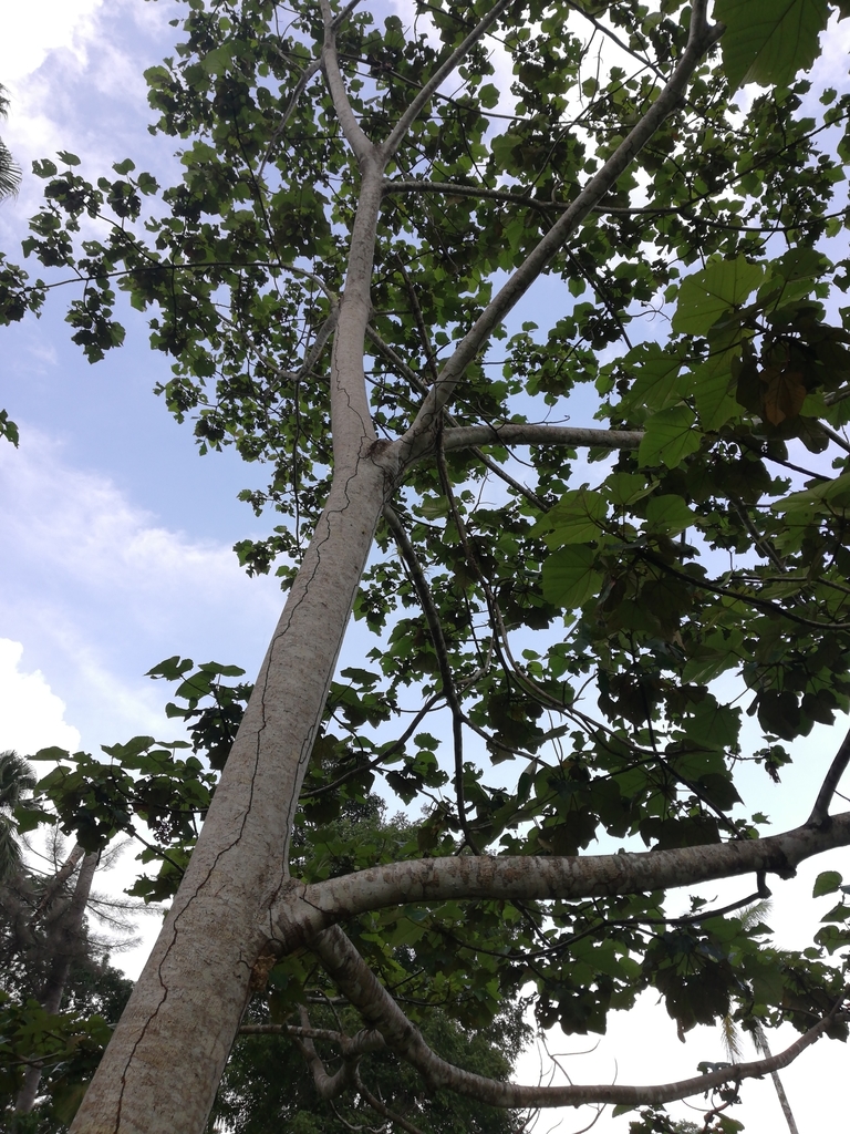 Balsa Tree from Summit-i, Panamá on June 9, 2019 at 03:54 PM by ...