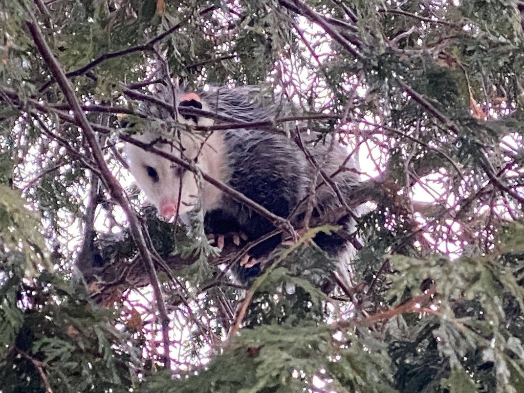 Virginia Opossum from Rue du Bord-de-L'Eau, Sorel-Tracy, QC, CA on ...