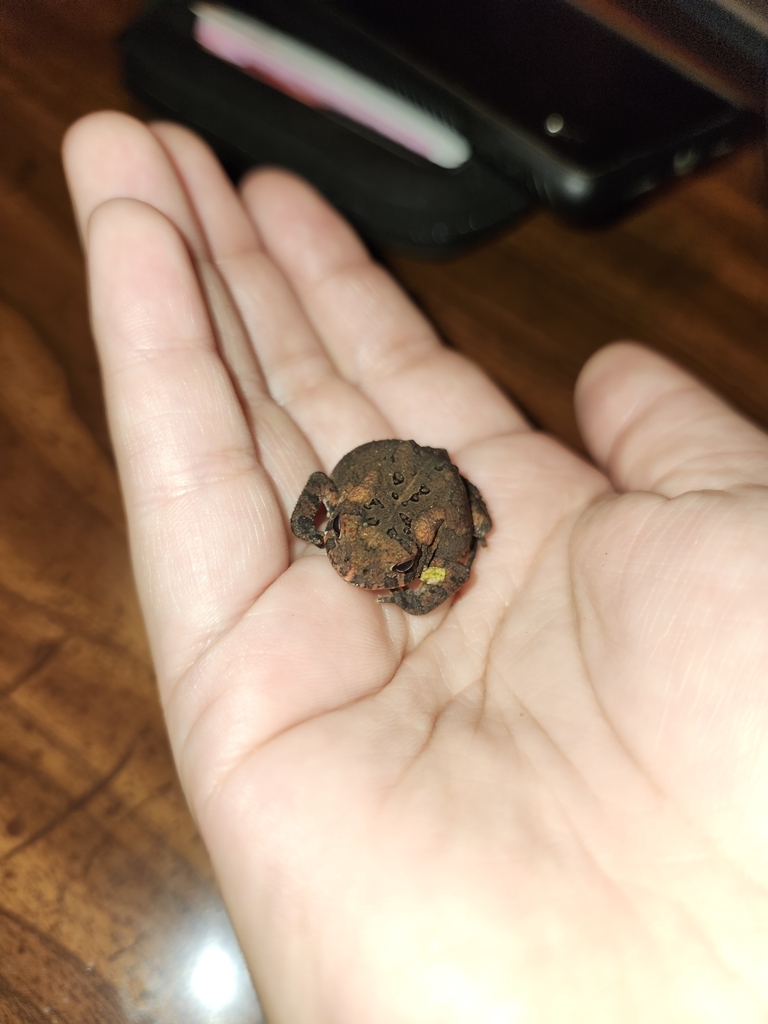 Southern Toad from Gurley, AL 35748, USA on August 2, 2024 at 07:06 PM ...