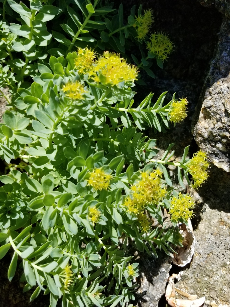 Roseroot (Rhodiola rosea) - Botanical Realm