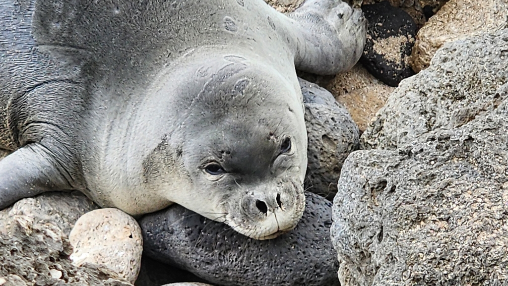 Hawaiian Monk Seal in August 2024 by Britt · iNaturalist