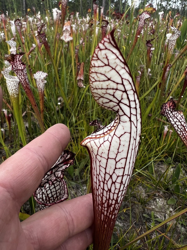 white pitcher plant in June 2024 by Jesseholifield · iNaturalist