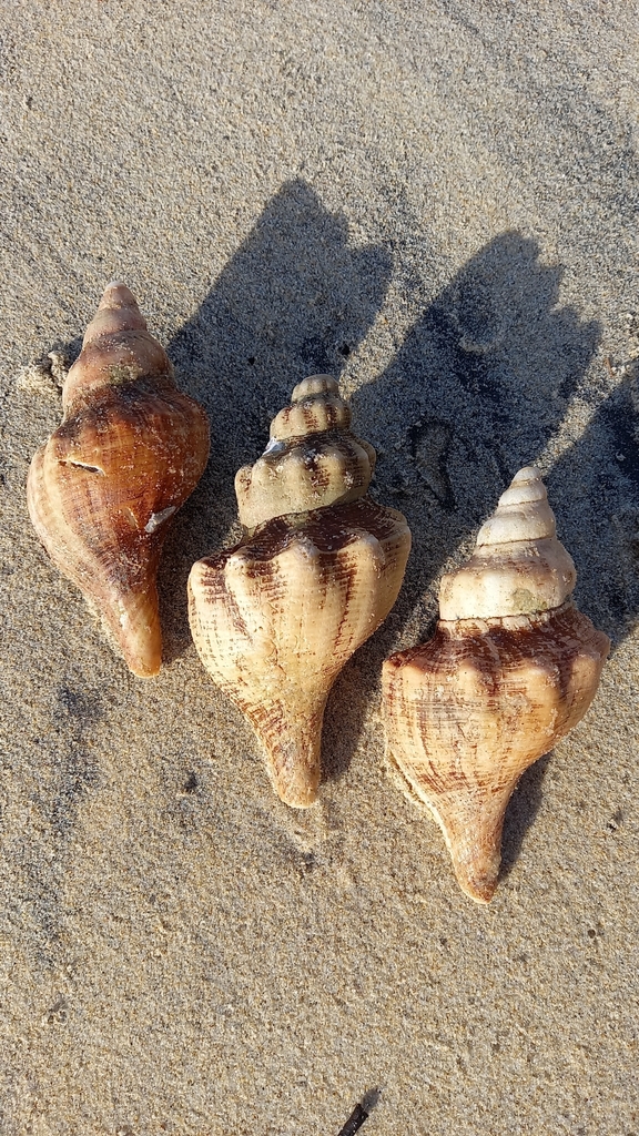 Australian Horse Conch from E. Gippsland - Orbost, AU-VI, AU on August ...