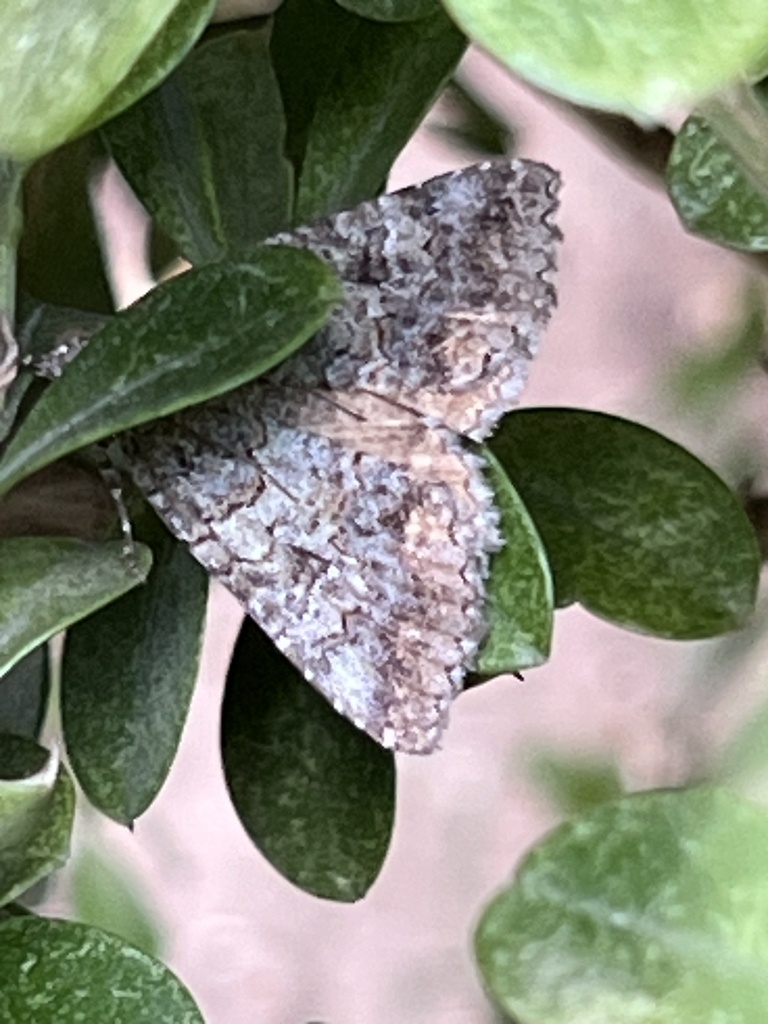 Eubolina moth from The University of Texas, Austin, TX, US on August 2 ...