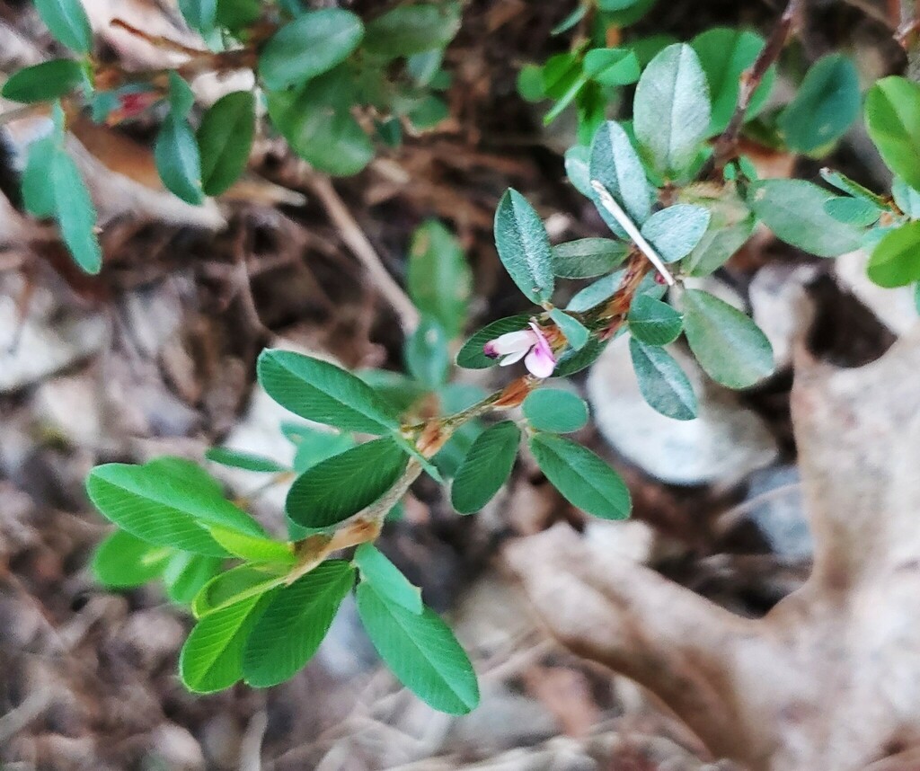 Japanese Clover from Mountain Park, GA, USA on August 2, 2024 at 07:59 ...