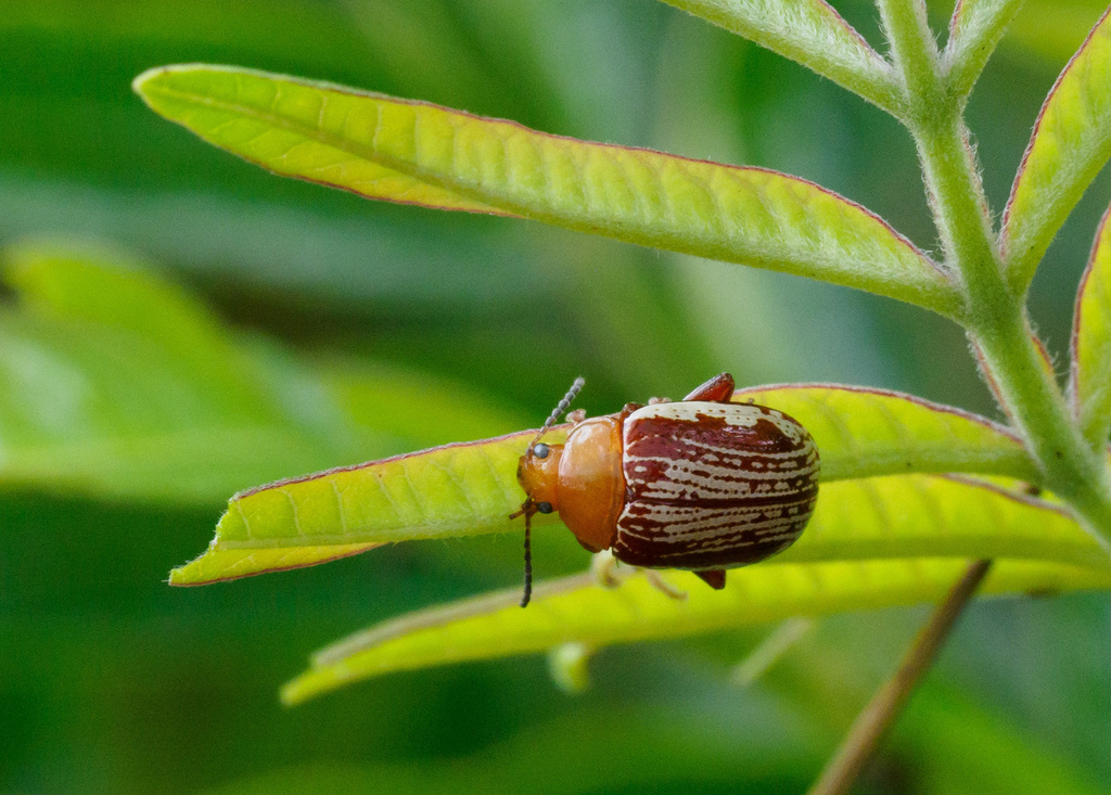 Sumac Flea Beetle from Caroline County, MD, USA on July 21, 2024 at 12:45 PM by Jim Brighton ...