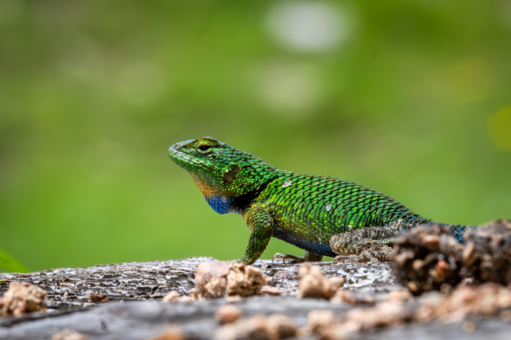 Mexican Emerald Spiny Lizard from 69885 San Pedro Molinos, Oax., México ...