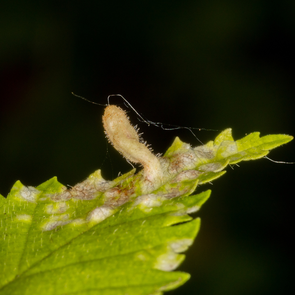 Rice Root Aphid from Elk Rock Island, Milwaukie, OR, USA on August 2 ...