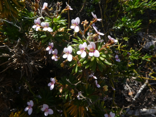 Stylidium glandulosum · iNaturalist Mexico