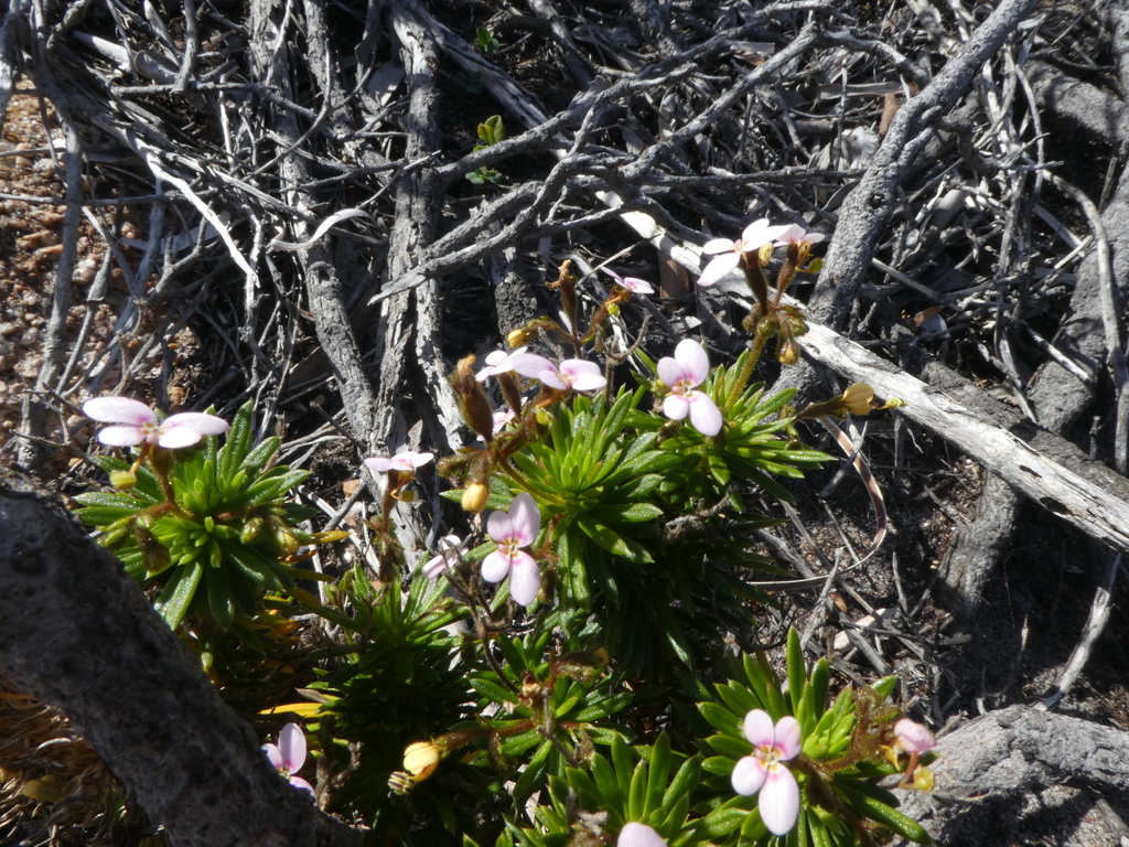 (Stylidium glandulosum) - Botanical Realm
