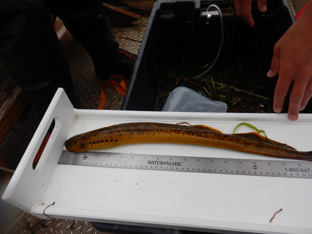 Sea Lamprey from Saginaw Bay, MI, US on June 16, 2023 at 01:56 PM by j ...