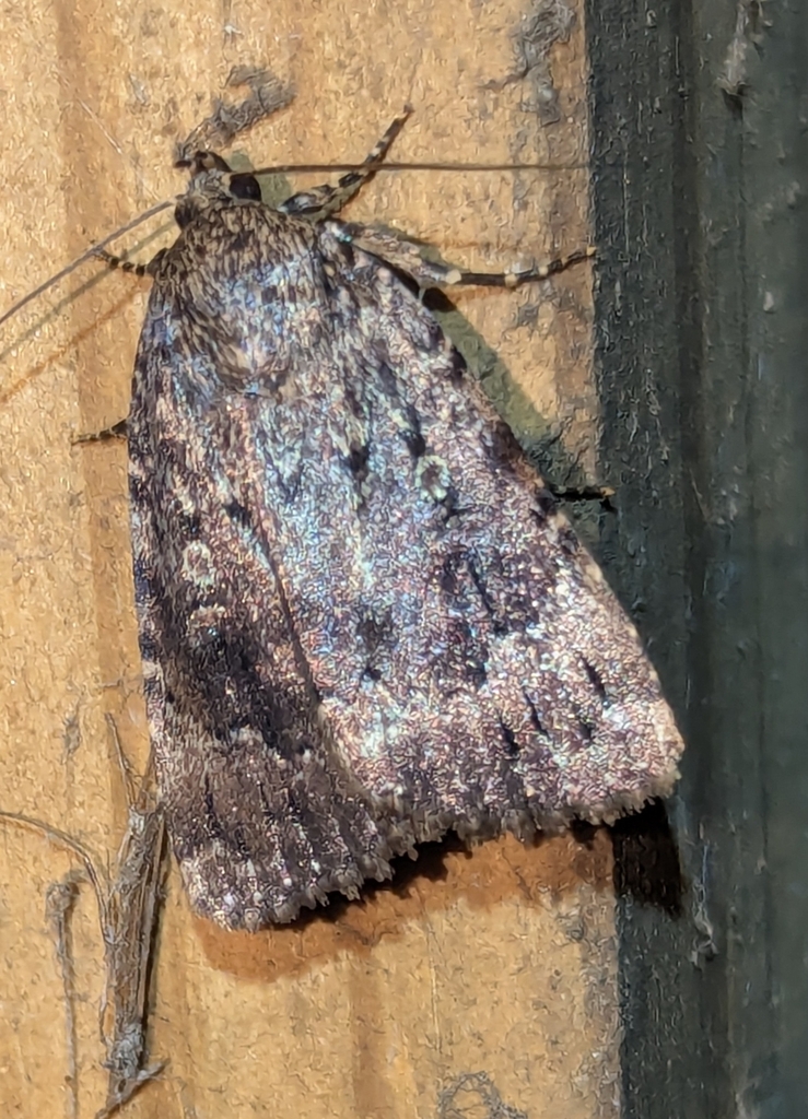 American Copper Underwing from Laurel, DE 19956, USA on August 2, 2024 ...