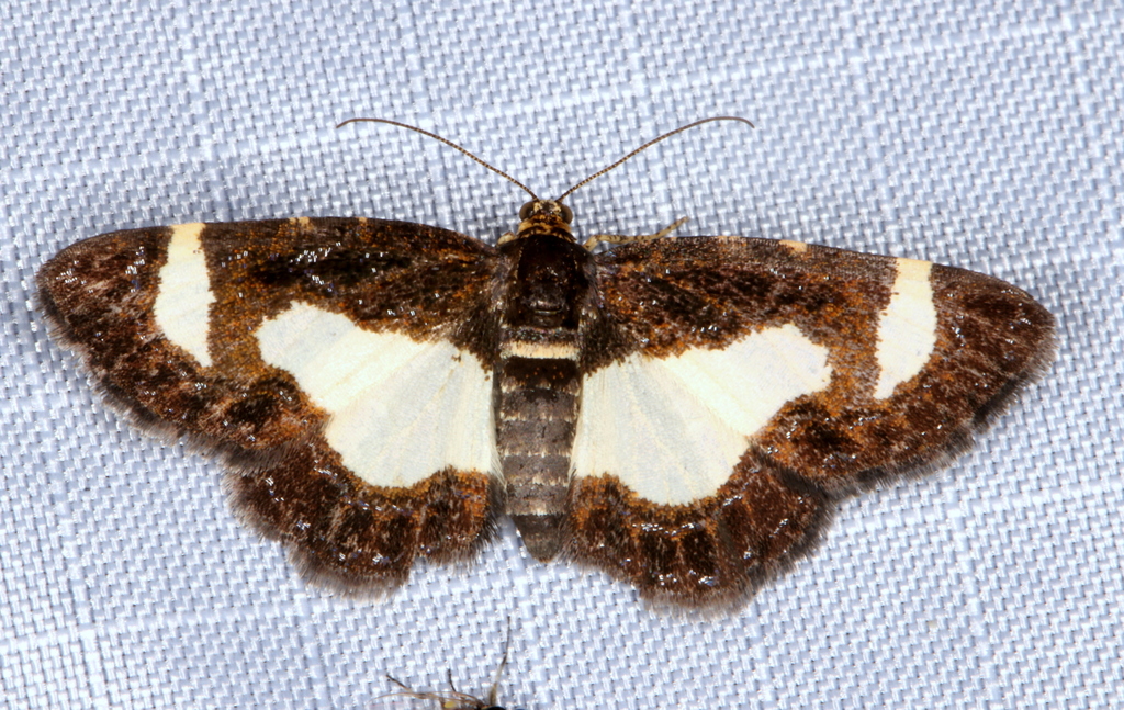 Common Spring Moth (Lepidoptera of Crow Hill (Worcester Co., MA ...