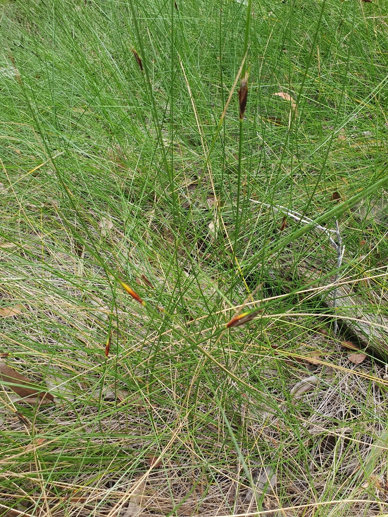 Feather Sedge from Elimbah QLD 4516, Australia on July 28, 2024 at 12: ...