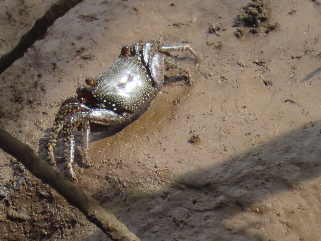 Racer Mangrove Crab from Jobo, Provincia de Chiriquí, Panamá on August ...