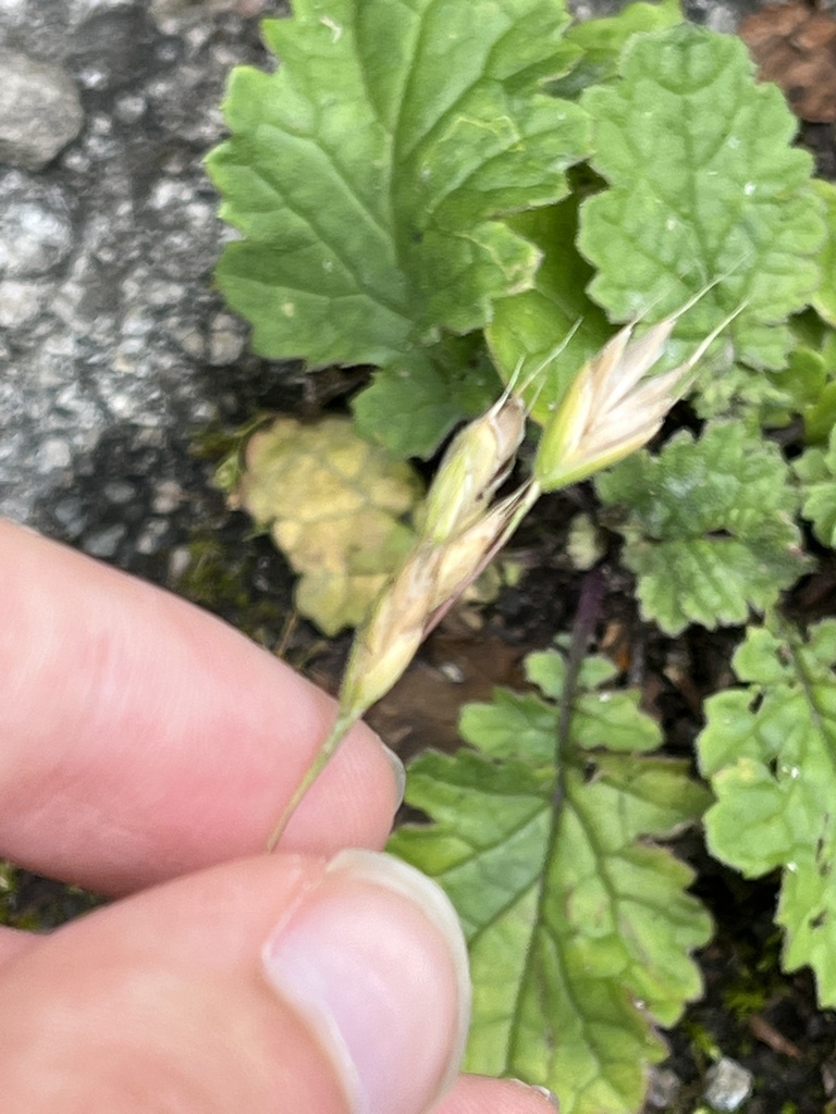 common soft brome from Deyes Lane, Liverpool, England, GB on August 2 ...