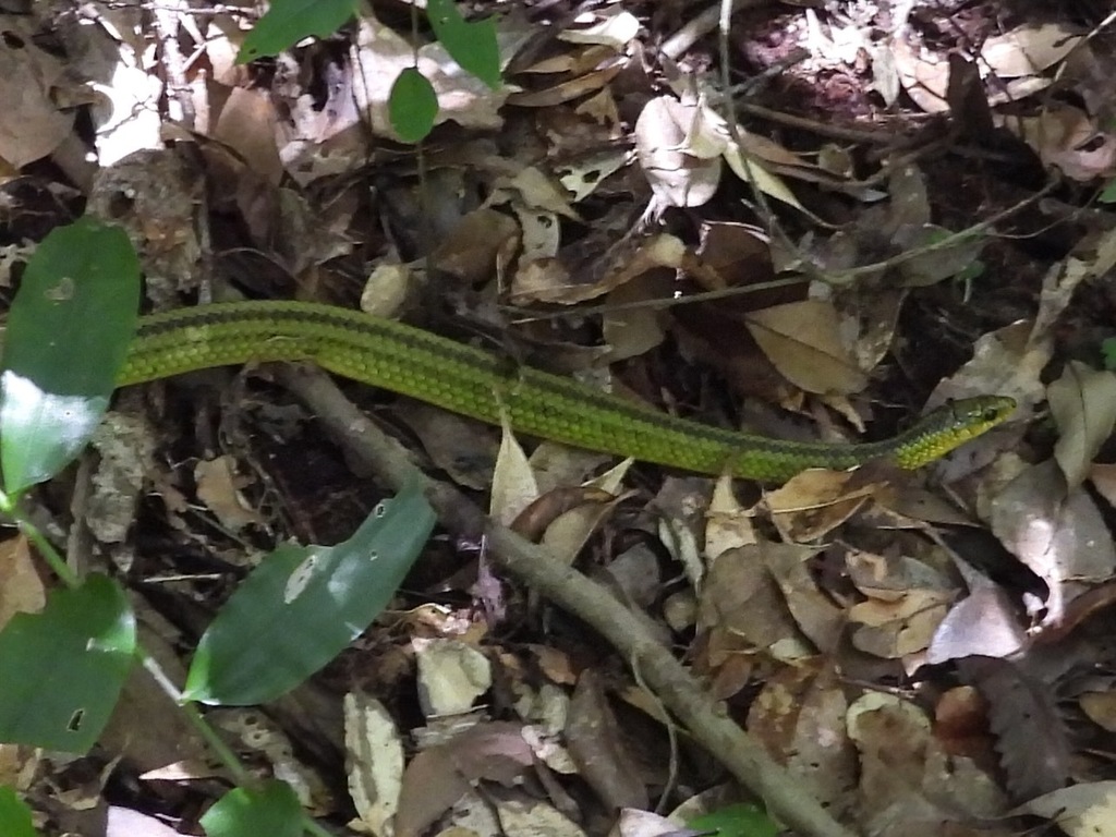Ryukyu Green Snake from En, Tatsugo, Oshima District, Kagoshima 894 ...