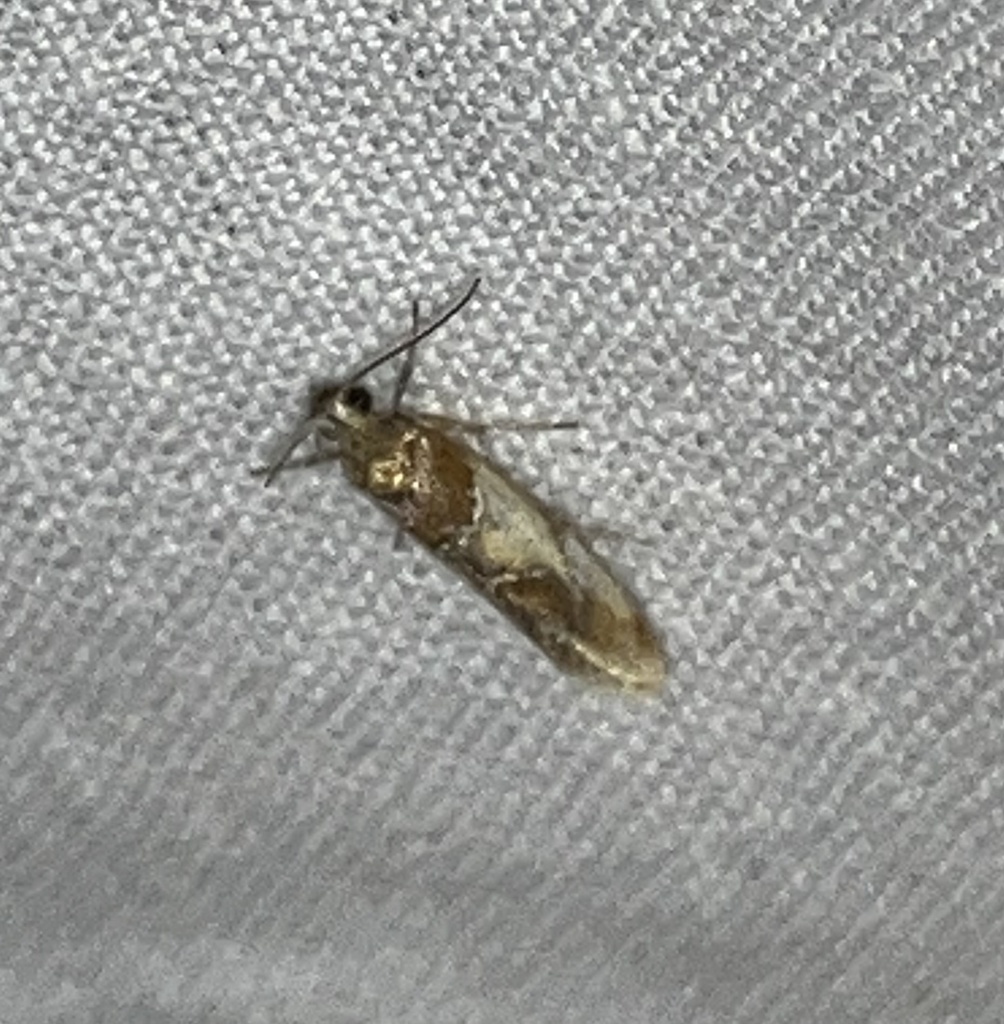 Orange-headed Callima Moth from Pennsylvania Ave, Apalachin, NY, US on ...