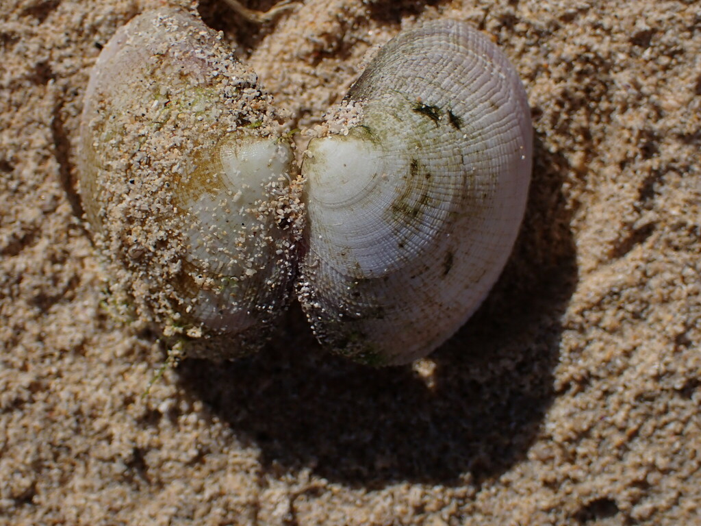 Codakia paytenorum from Lord Howe Island, Settlement Beach on August 3 ...