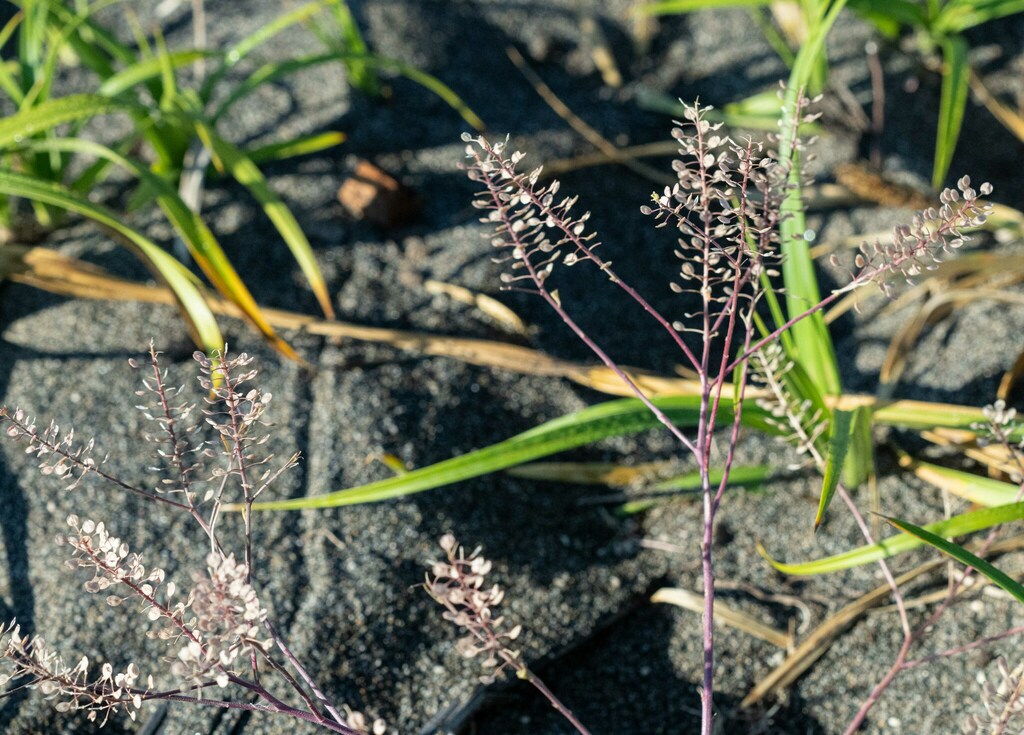 Virginia pepperweed from Richmond, BC, Canada on August 1, 2024 at 07: ...
