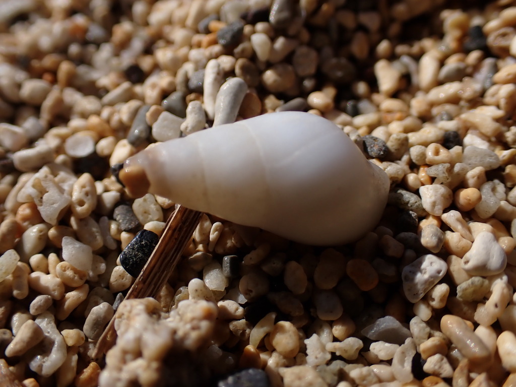 yellow-coated clusterwink from Lord Howe Island, Settlement Beach on ...