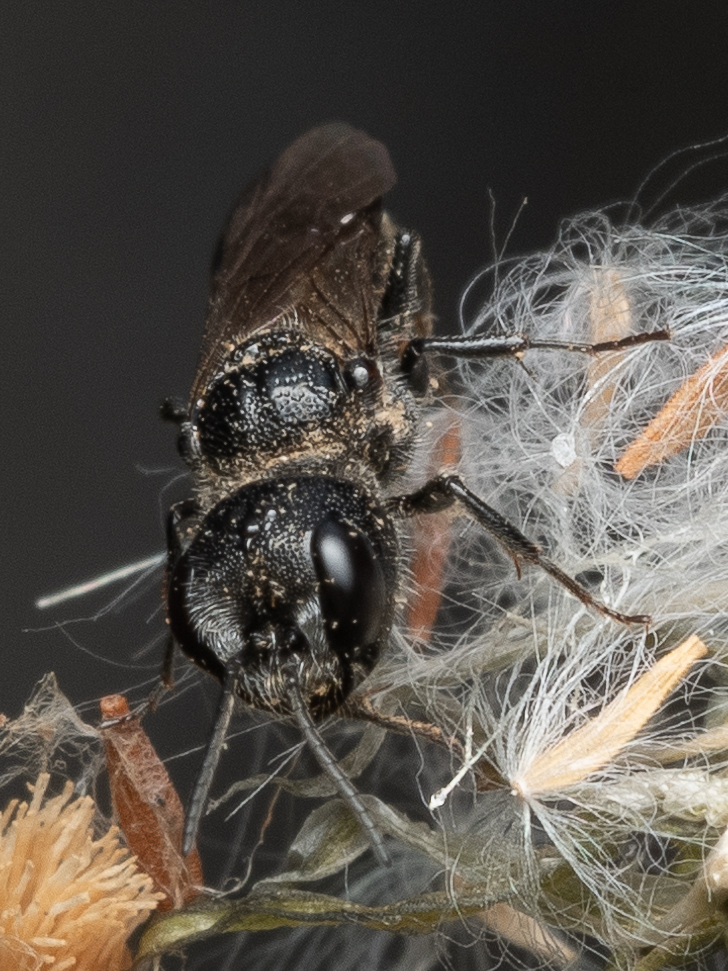 Typical Aphid Wasps in August 2024 by Alan Yoshioka · iNaturalist