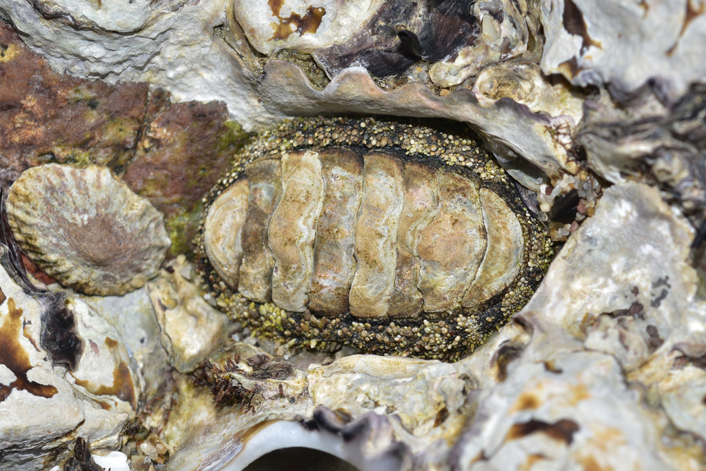 Acanthopleura loochooana from 中国广东省深圳市龙岗区 on July 18, 2024 at 03:18 PM ...