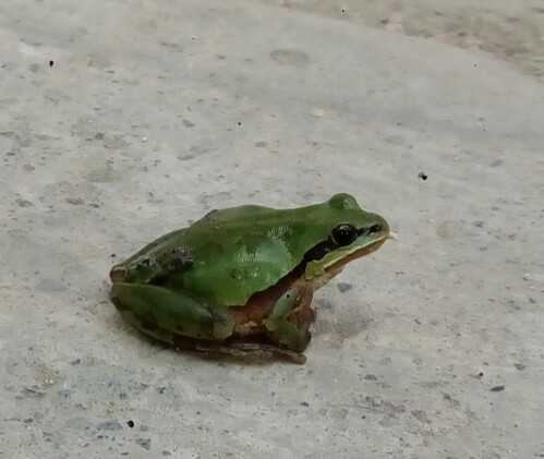 Mountain Tree Frog from Calimaya on May 30, 2019 at 10:32 AM by Jeshua ...