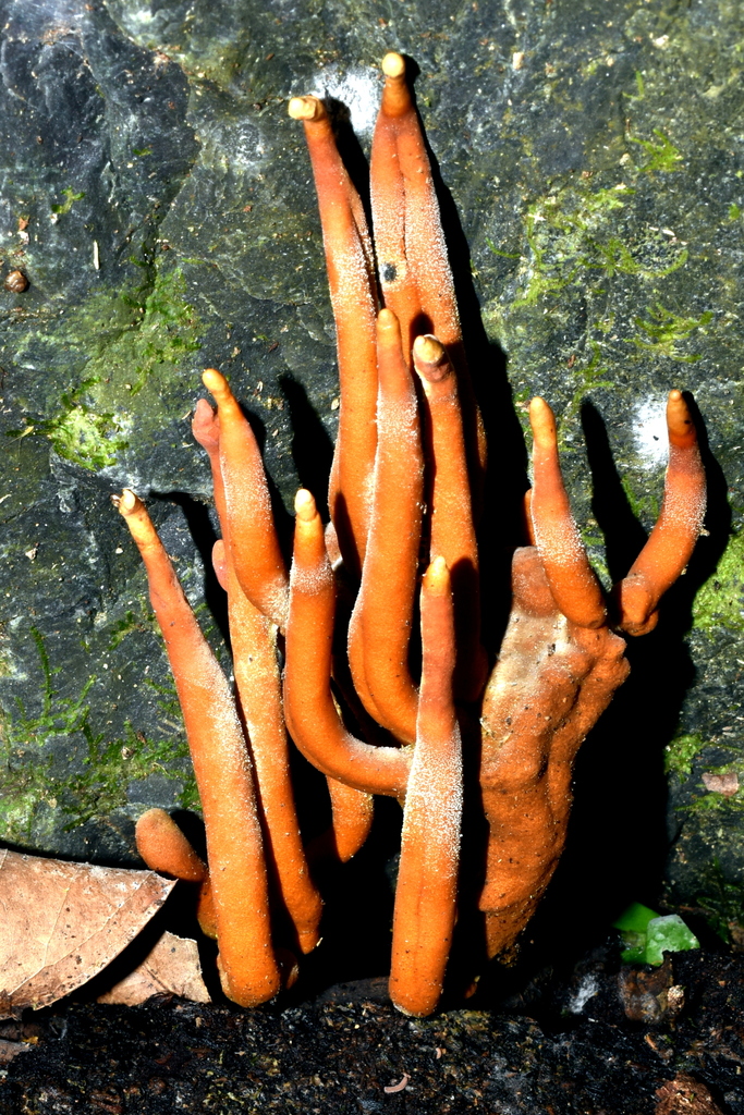 poison fire coral from Cairns QLD, Australia on February 26, 2021 at 08 ...