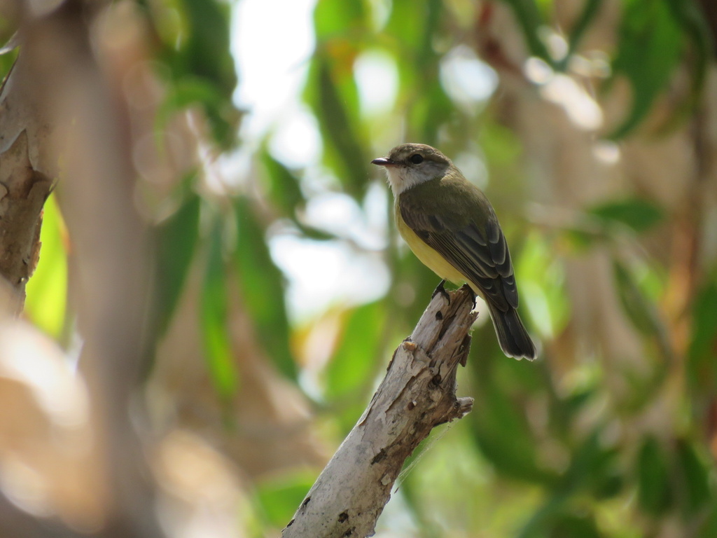 Lemon-bellied Flyrobin from Richardson Ward, Lee Point, NT, AU on ...