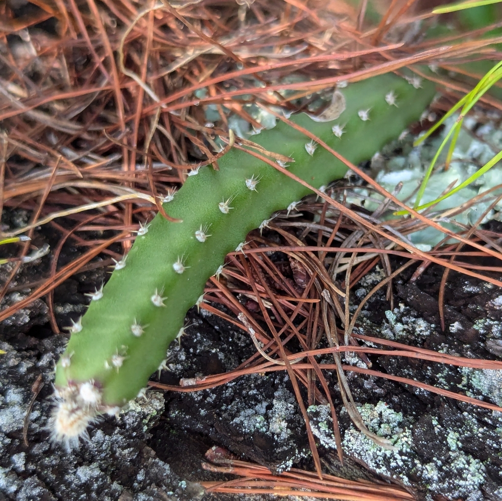 moonlight cacti from Lake Placid, FL 33852, USA on August 2, 2024 at 03 ...