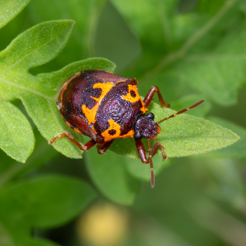 Anchor Stink Bug from Radnor Lake State Park, Oak Hill, TN, US on July ...