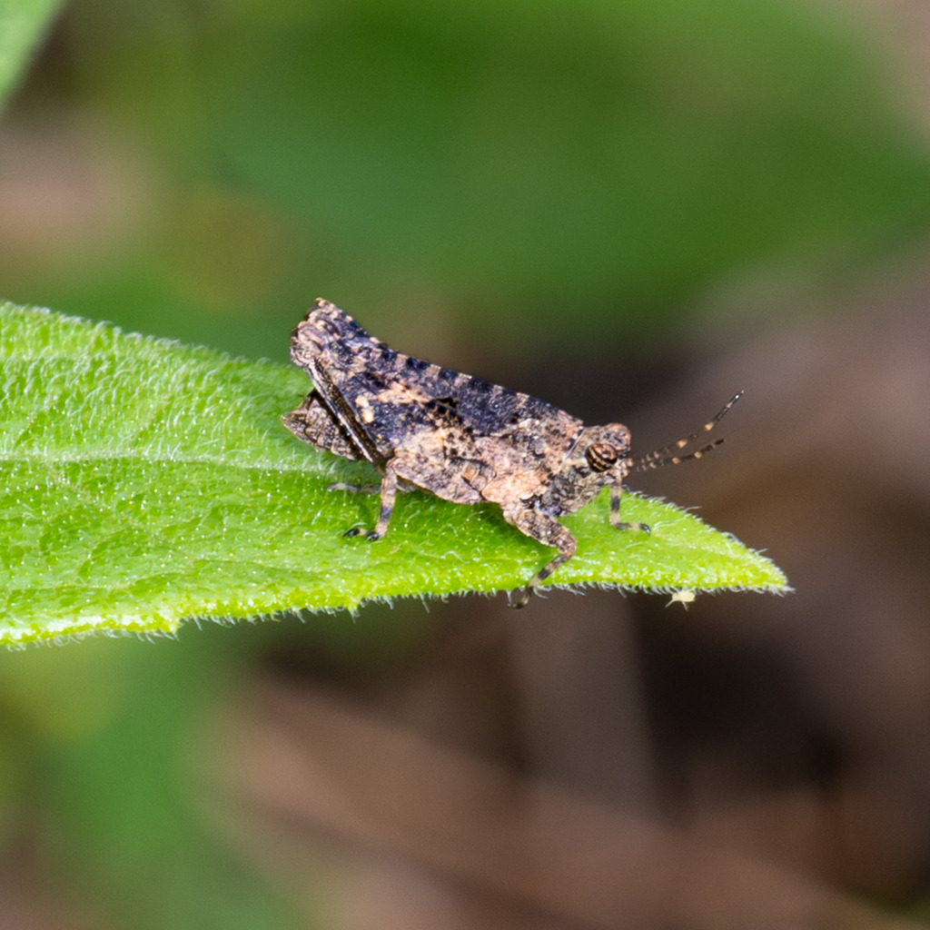 Obscure Grouse Locust from Radnor Lake State Park, Oak Hill, TN, US on ...