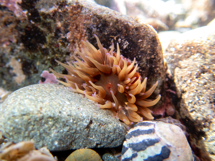 Anemonia mutabilis from Hastings Point NSW 2489, Australia on August 3 ...