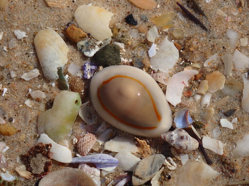 Gold Ring Cowry from Woody Head NSW 2466, Australia on July 30, 2024 at ...