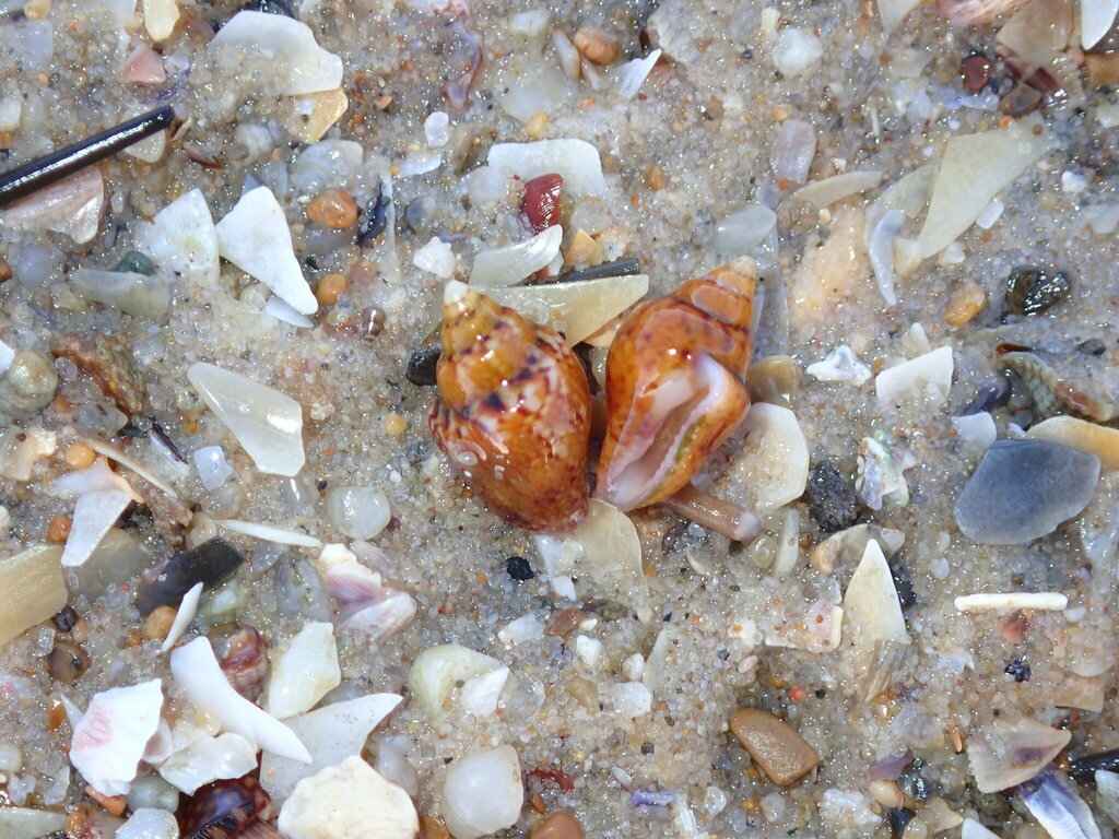 Dotted Dove Shell from Woody Head NSW 2466, Australia on July 30, 2024 ...