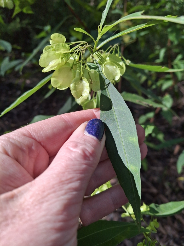 Common Hop Bush from Cooloola QLD 4580, Australia on August 3, 2024 at ...