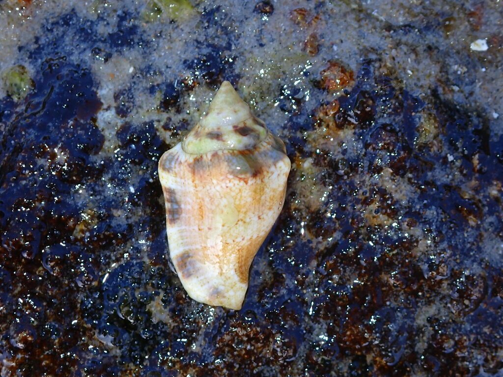 Variable Stromb from Woody Head NSW 2466, Australia on July 30, 2024 at ...