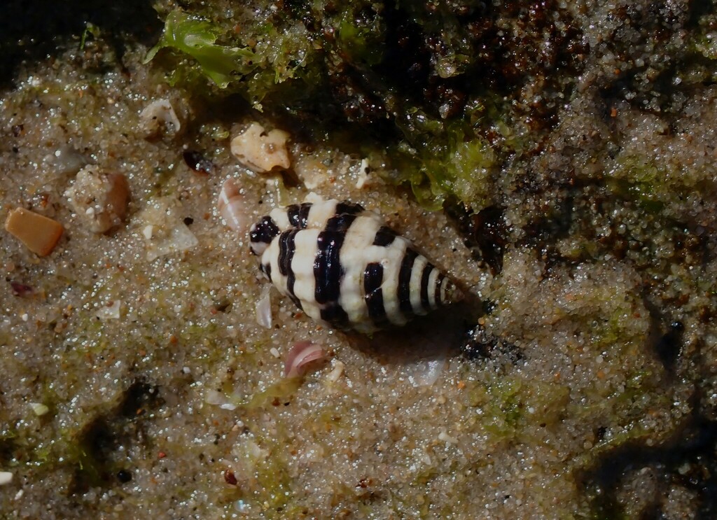 Engina zonalis from Woody Head NSW 2466, Australia on July 30, 2024 at ...