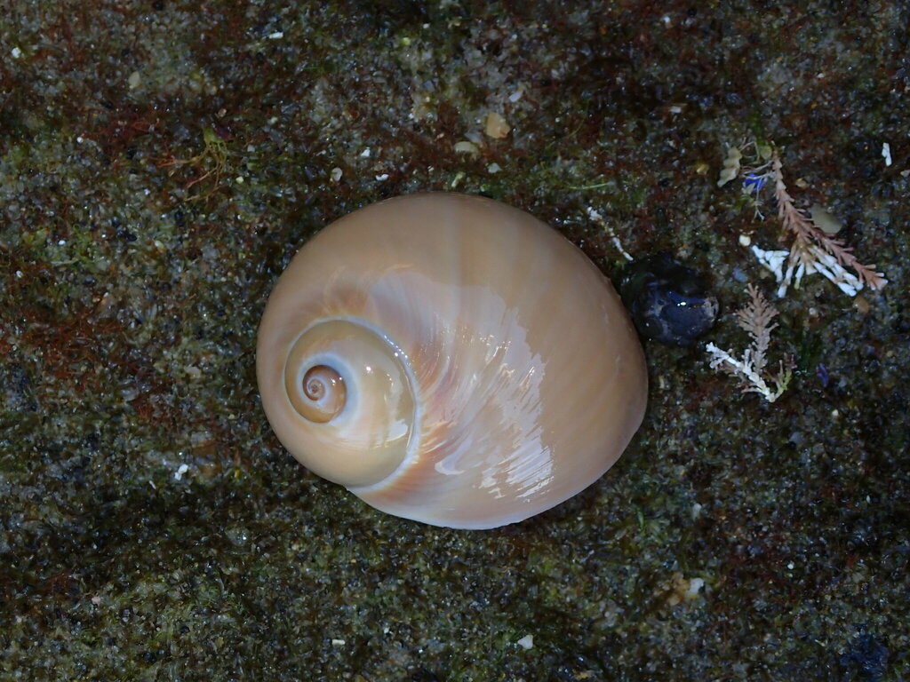 Bladder Moon Snail from Woody Head NSW 2466, Australia on July 30, 2024 ...