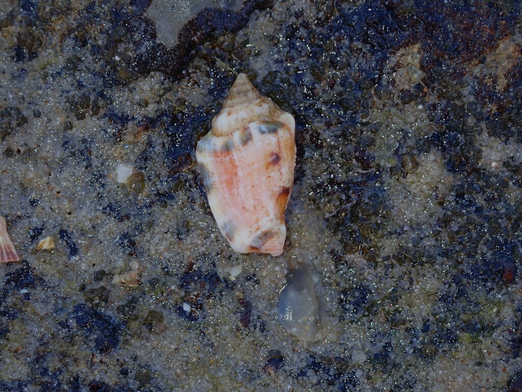 Variable Stromb from Woody Head NSW 2466, Australia on July 30, 2024 at ...