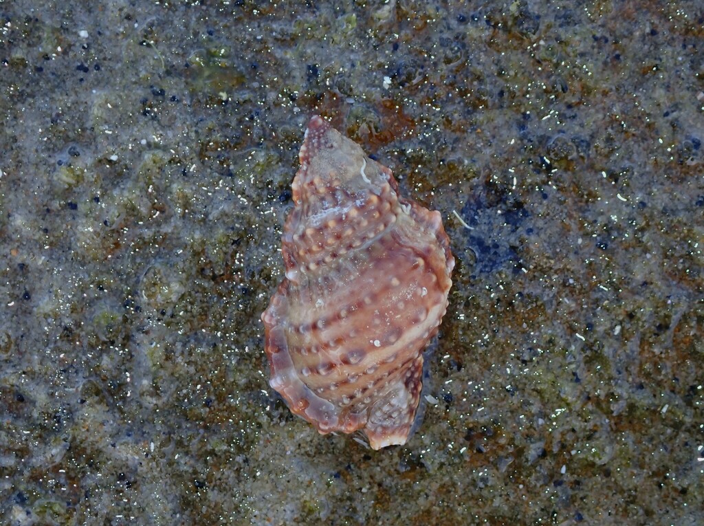 Granular Frog Shell from Woody Head NSW 2466, Australia on July 30 ...