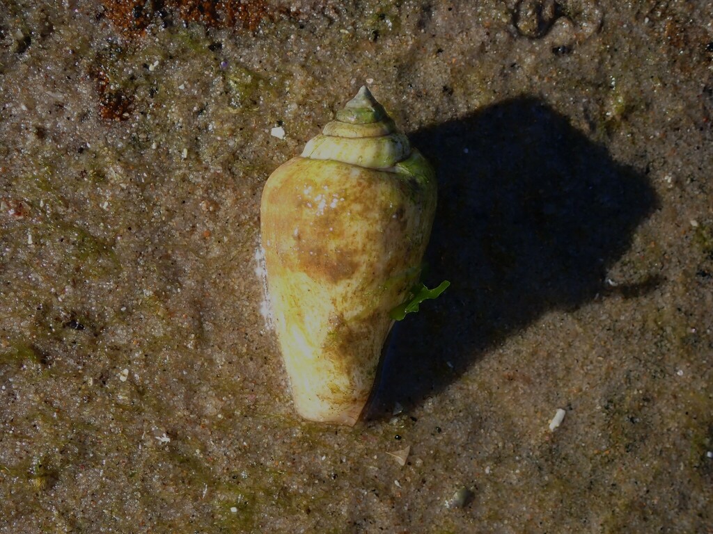 Strawberry Conch from Woody Head NSW 2466, Australia on July 30, 2024 ...