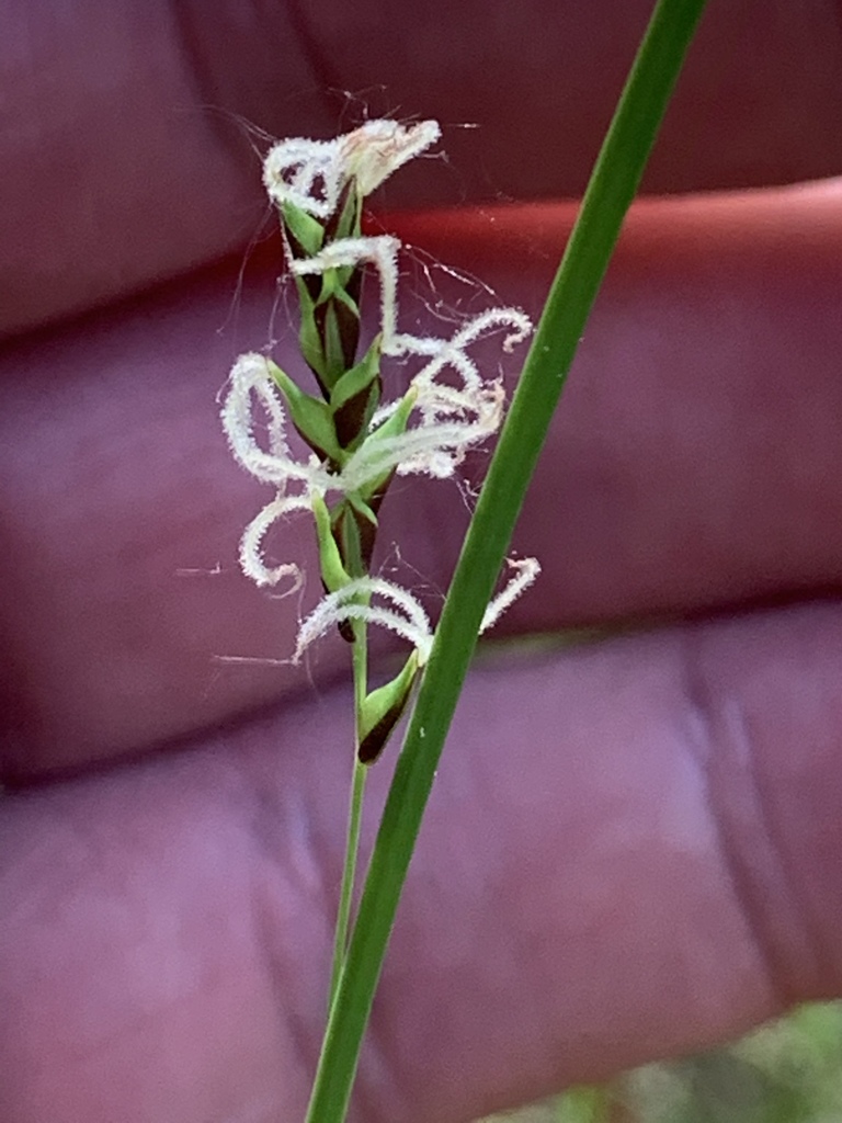 sheathed sedge from Caledon Lake Forest, Caledon, ON, CA on June 9 ...